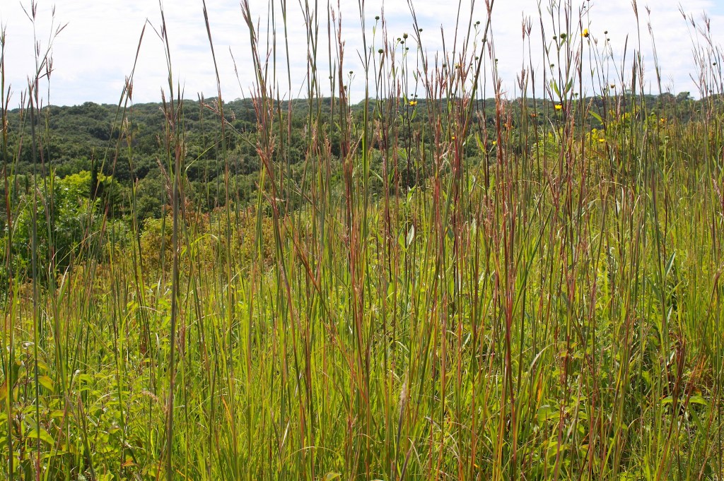 Adventures in western Iowa, part 3: Hiking the Loess Hills | Iowa Girl ...
